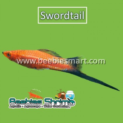 Swordtail Malaysia