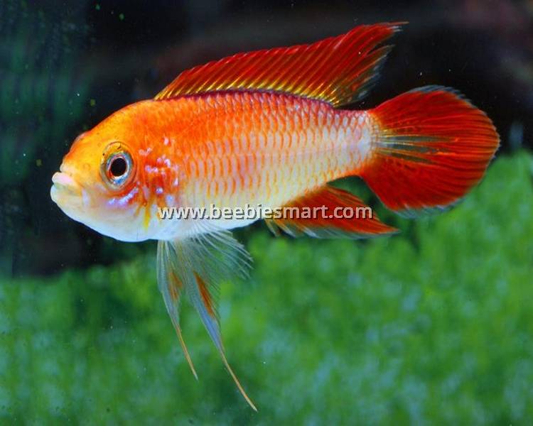Apistogramma Agassizii Fire Red