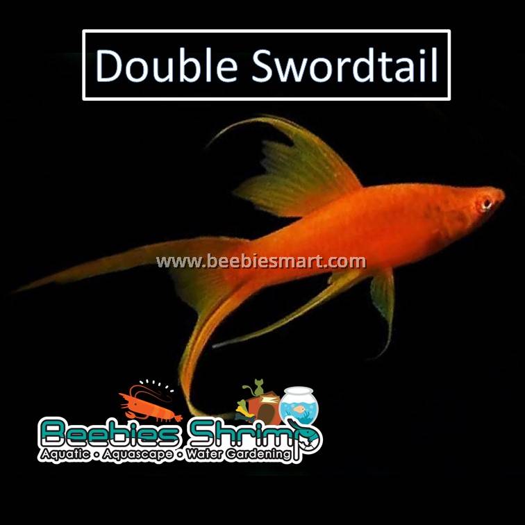 Double Swordtail Fish