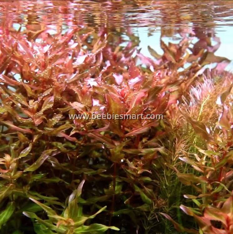 Rotala Macrandra Pink ( LAVAS AQUAPLANT )