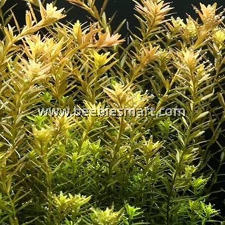 Rotala Macrandra Green