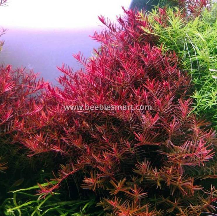Rotala Blood Red ( LAVAS AQUAPLANT )