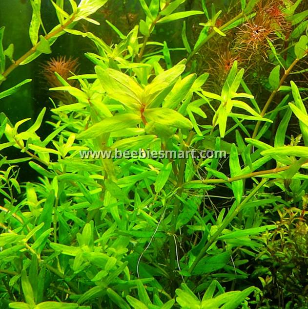 rotala green