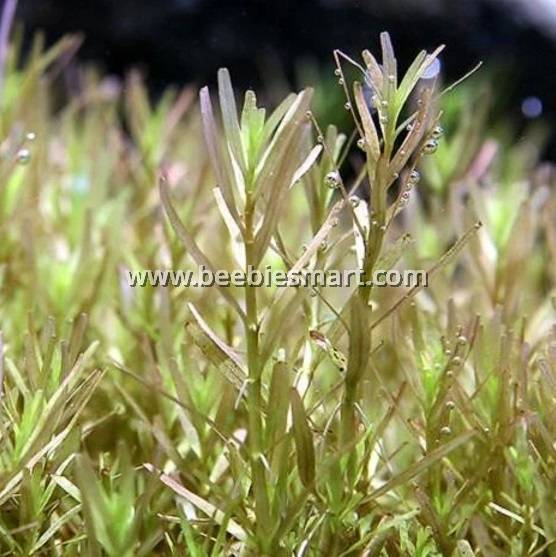 Rotala Wayanad ( LAVAS AQUAPLANT )