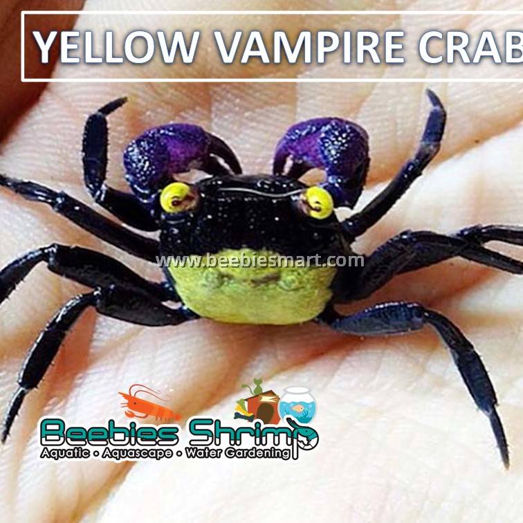 YELLOW VAMPIRE CRAB