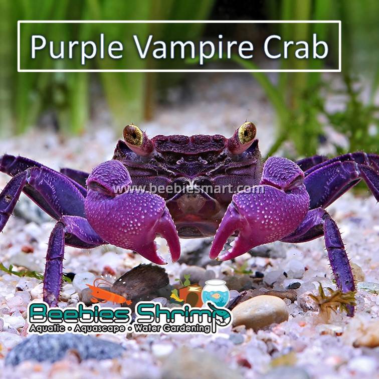 Purple Vampire Crab