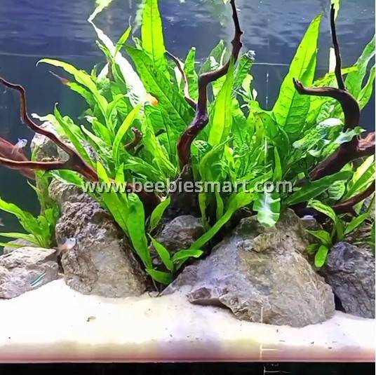 Java Fern on Wood