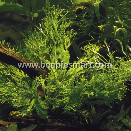 Java Fern Windelov on Wood