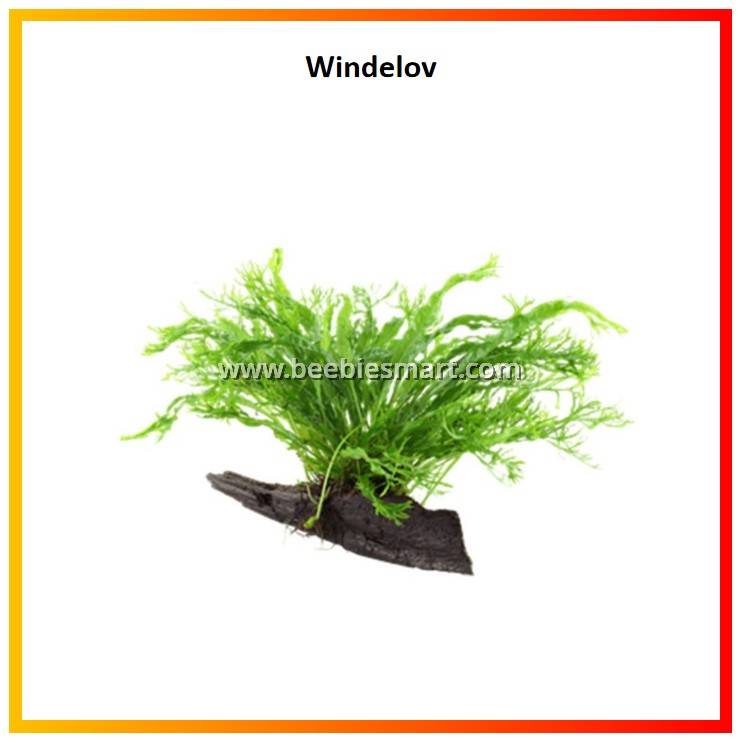 Java Fern Windelov on Wood