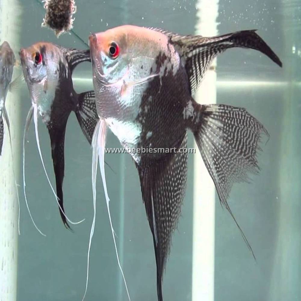 SMOKEY ANGEL FISH