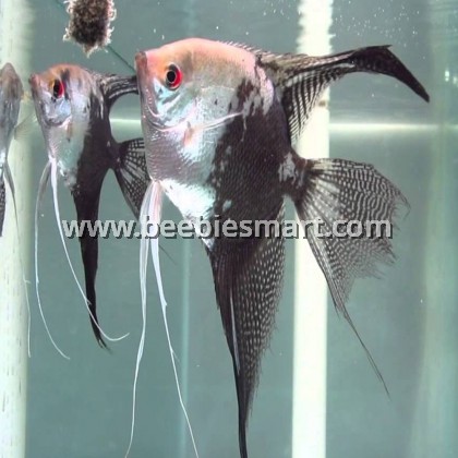 SMOKEY ANGEL FISH