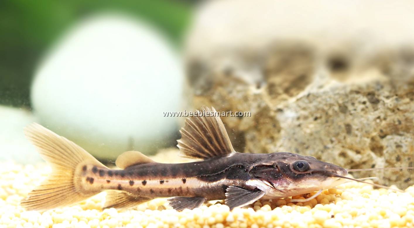 LEOPARD YELLOW TAIL CATFISH