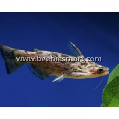 COLOMBIA CATFISH