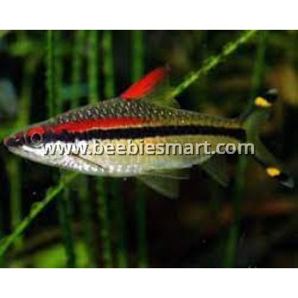 Small Fish (tetra, barb, swordtail, platy, rasbora, danio)