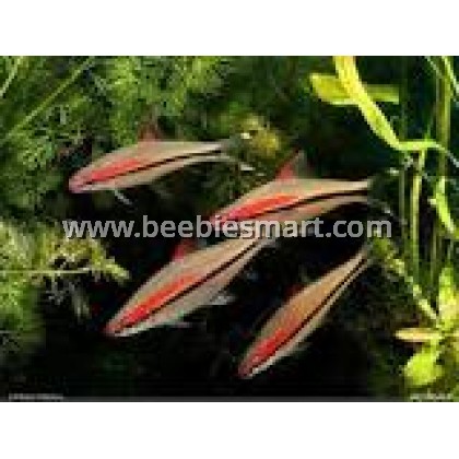 Small Fish (tetra, barb, swordtail, platy, rasbora, danio)