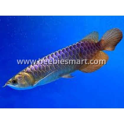 GOLDEN BLUE BASE AROWANA