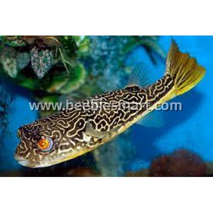 MBU PUFFER