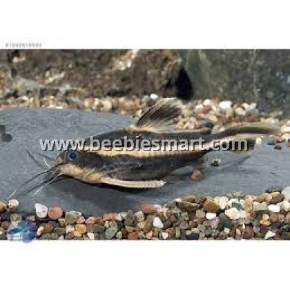 chocolate talking catfish