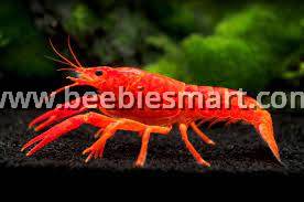 neon orange crayfish