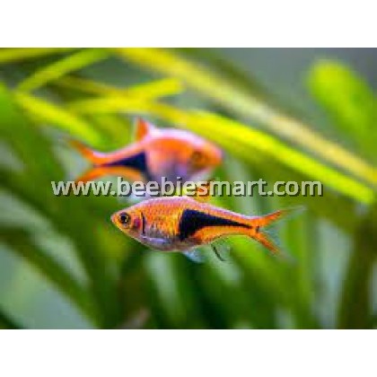 Harlequin rasbora