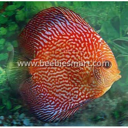 Assorted Discus
