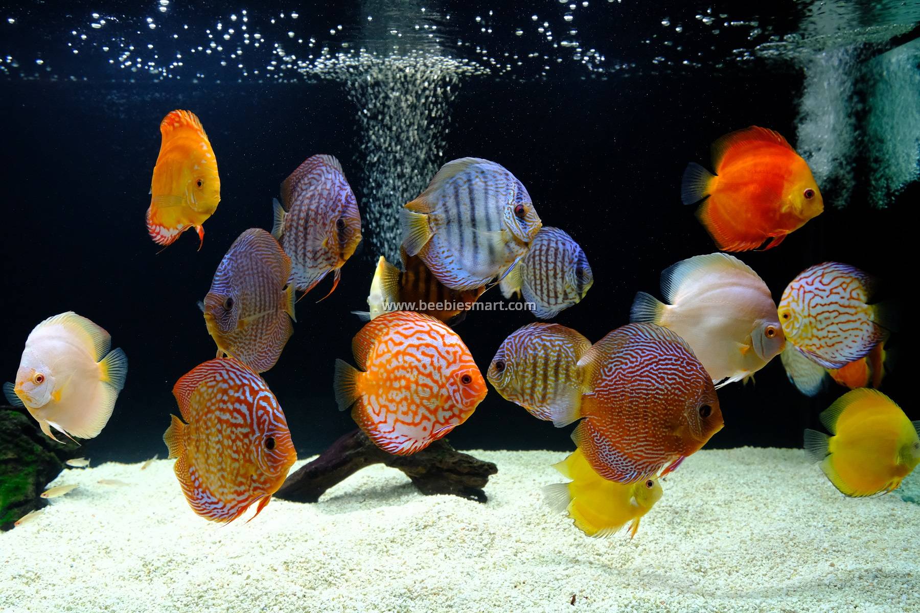 Assorted Discus