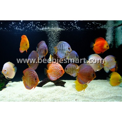 Assorted Discus