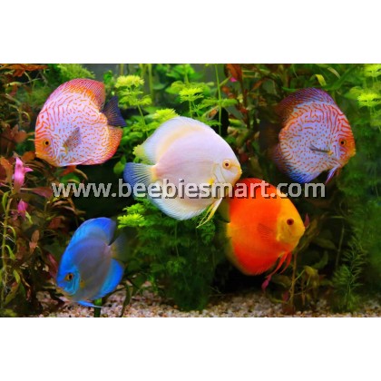 Assorted Discus