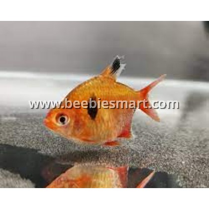 Serpae Balloon Tetra