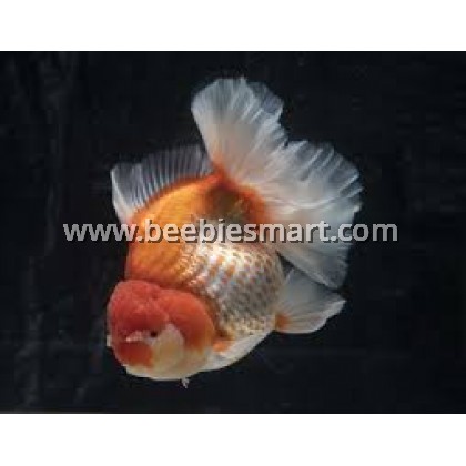 Shogun Oranda Goldfish