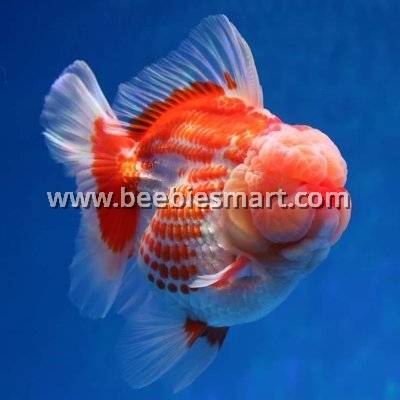Shogun Oranda Goldfish