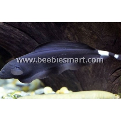 Black Ghost Knife Fish