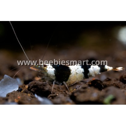 Black Crystal Shrimp