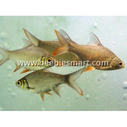 Yellow Tails Lampang