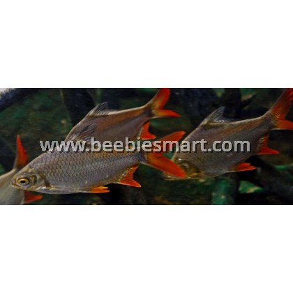 Red Tail Tinfoil / Lampang