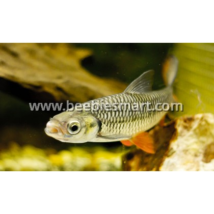 Jelawat Sultan Fish