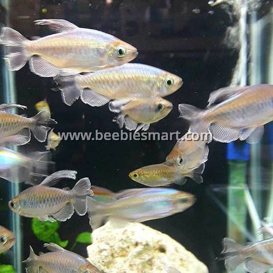 Albino Congo Tetra