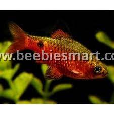 Golden Neon Rosy Barb