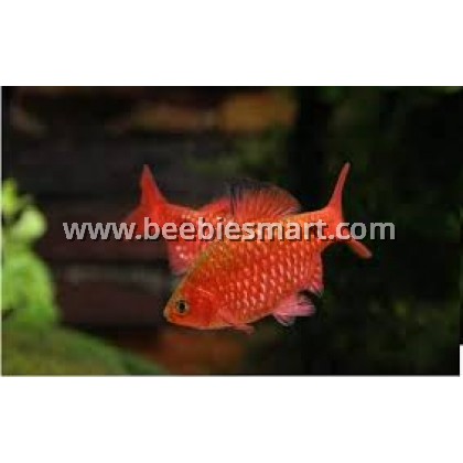 Golden Neon Rosy Barb