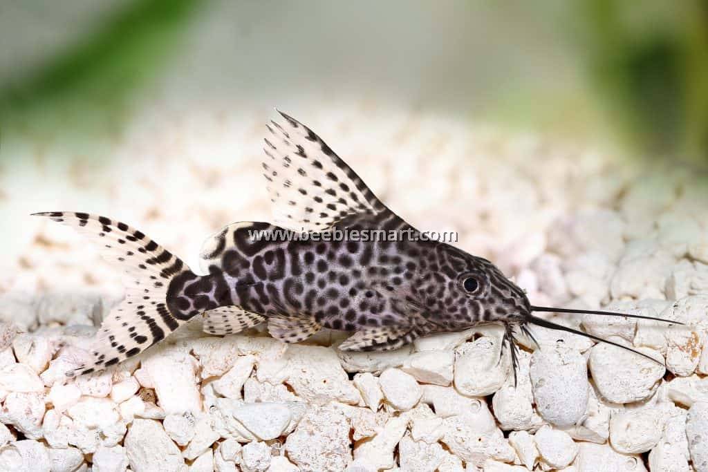Synodontis Catfish