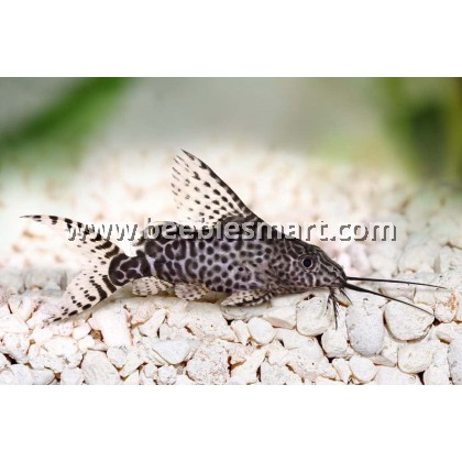 Synodontis Catfish