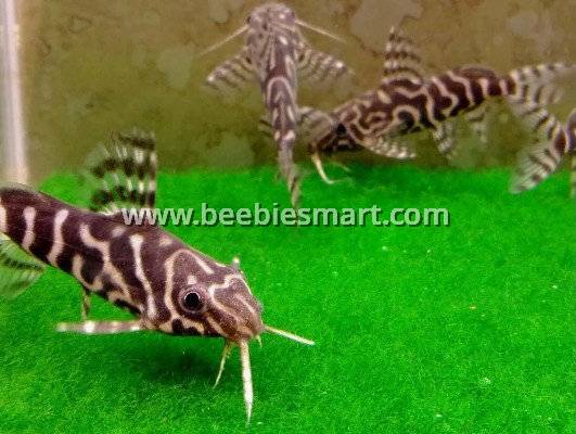 Synodontis Catfish