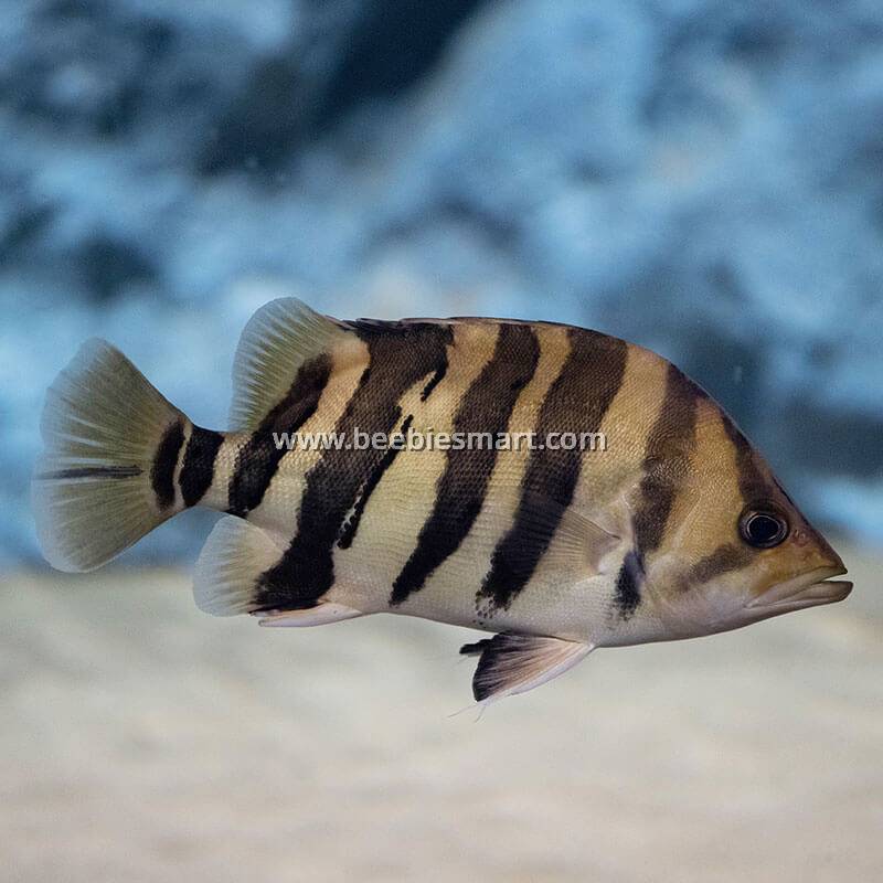 Datniodes Microlepis (Indonesian Tiger Fish)