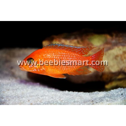 Red Zebra Cichlid