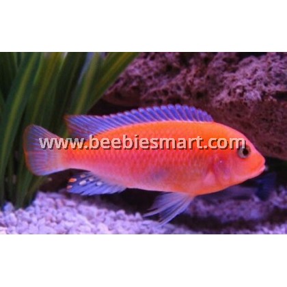 Red Zebra Cichlid