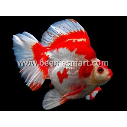 Ryukin Red White Goldfish