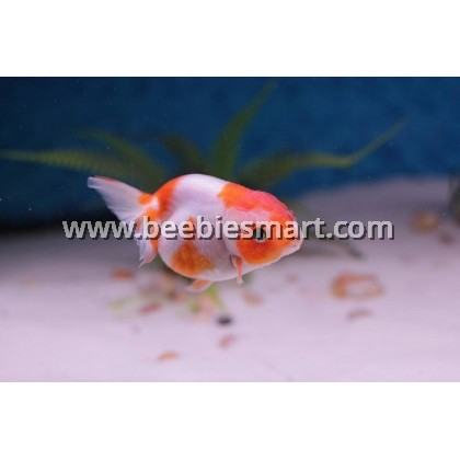 Ranchu Goldfish