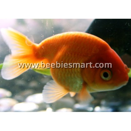 Ranchu Goldfish