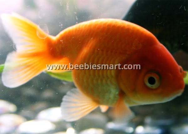 Ranchu Goldfish