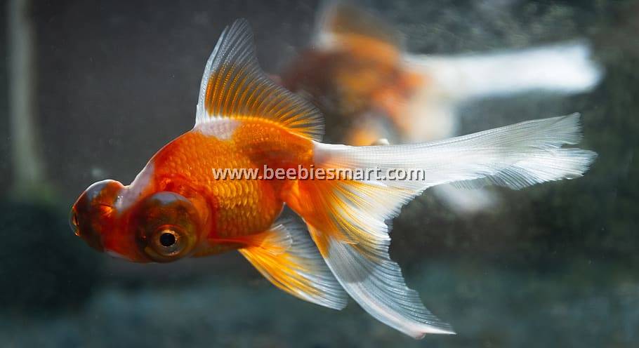 Bubble Eye Goldfish Popped
